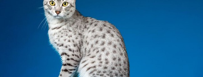 Dia internacional do gato: veja quantas horas os felinos precisam ...
