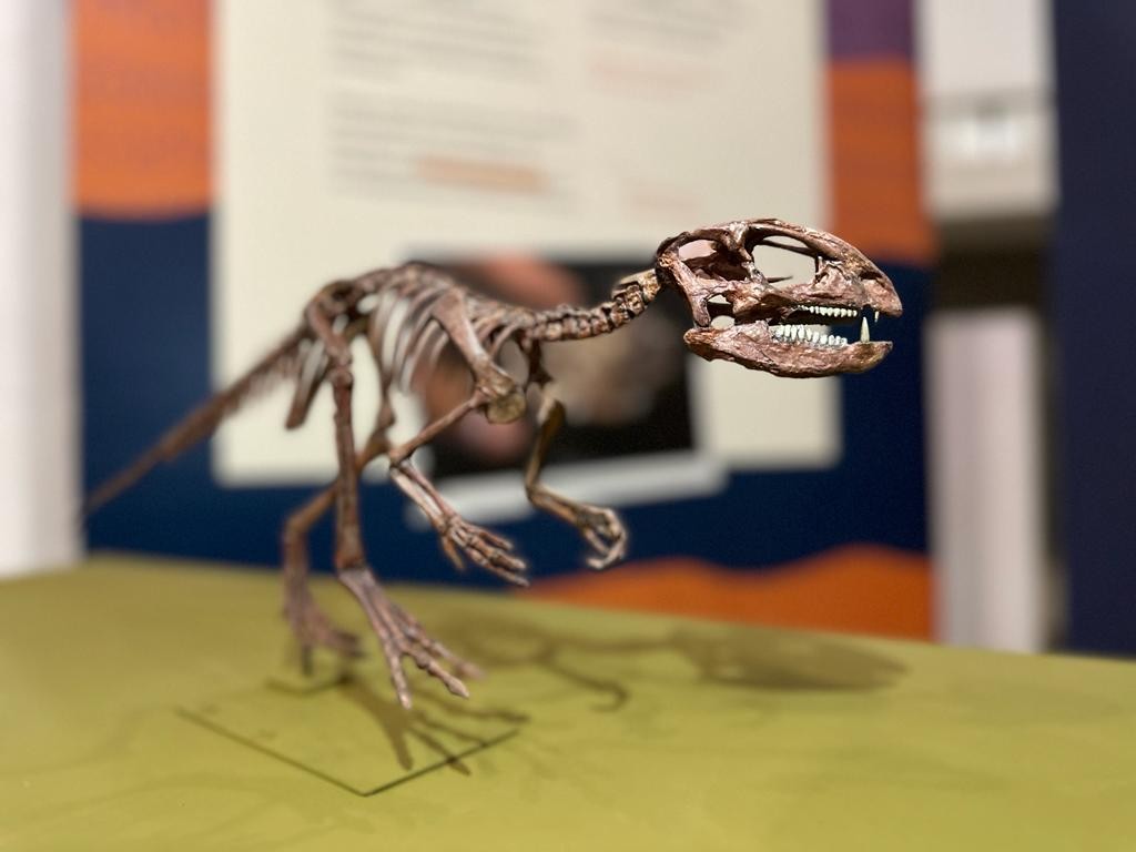 'Expodinos': 7 motivos para visitar a mostra com réplicas de ...