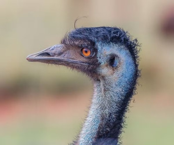 'Esperança azul': conheça ave exótica que bota ovos coloridos e deixa ...