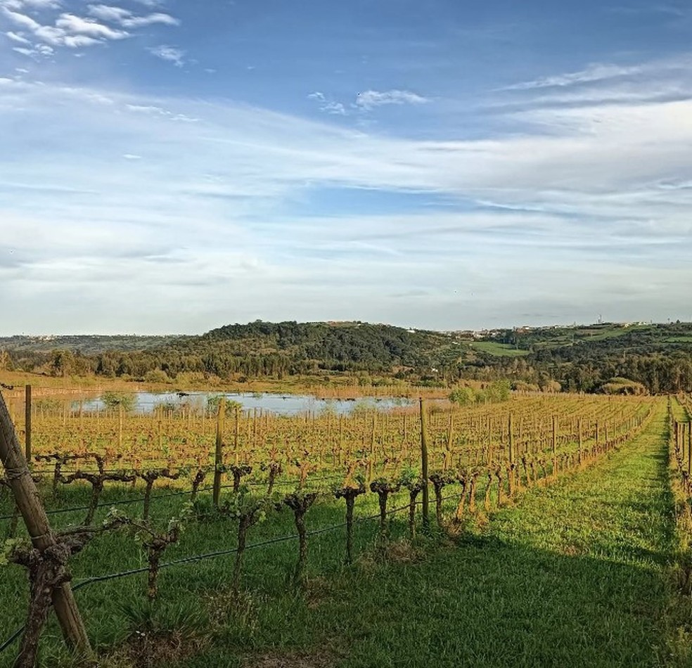 No coração de Portugal, Tejo apresenta vinhos com diversidade e ...