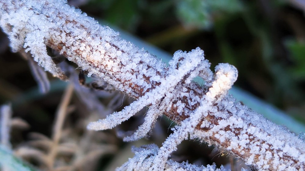 Primeira geada de agosto é registrada em Santa Catarina; veja imagens