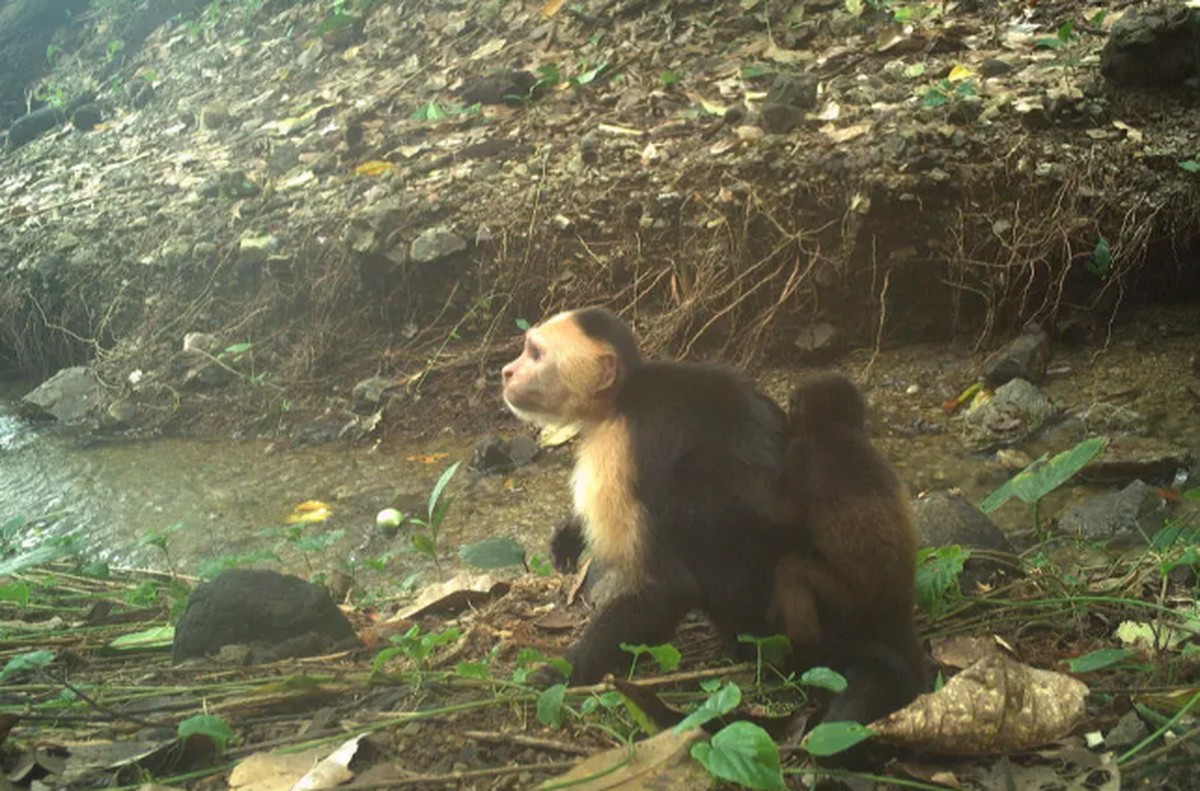Sequestro no reino animal: vídeo de macaco-prego raptando filhote bugio ...