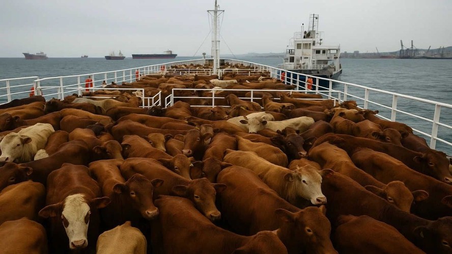 Navio desaparecido com 3 mil bovinos atraca na Líbia; ONGs projetam ...