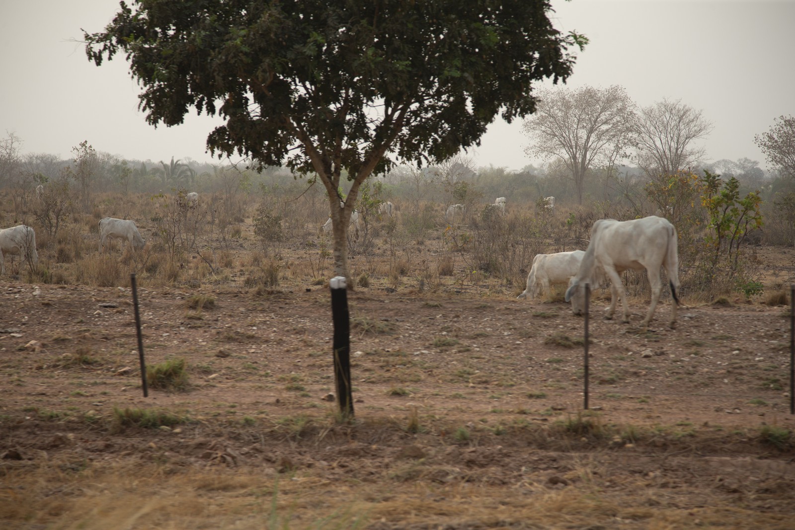 Áreas de seca extrema triplicam de tamanho desde a década de 1980; entenda