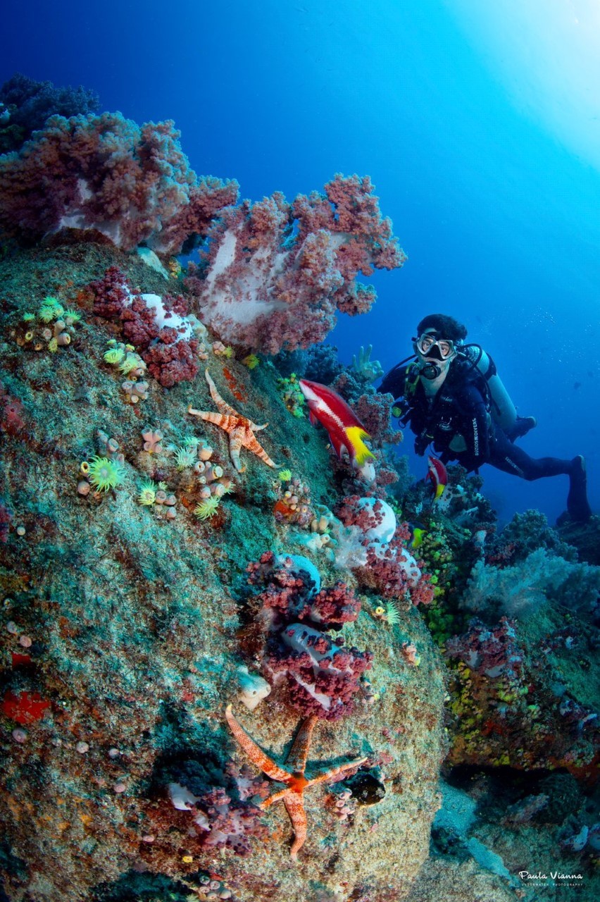 Viagem ao fundo do mar: Programas de mergulho no Rio ganham adeptos no ...