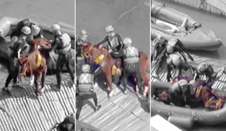 Entenda em 7 passos o resgate do cavalo ilhado em cima de telhado por ...