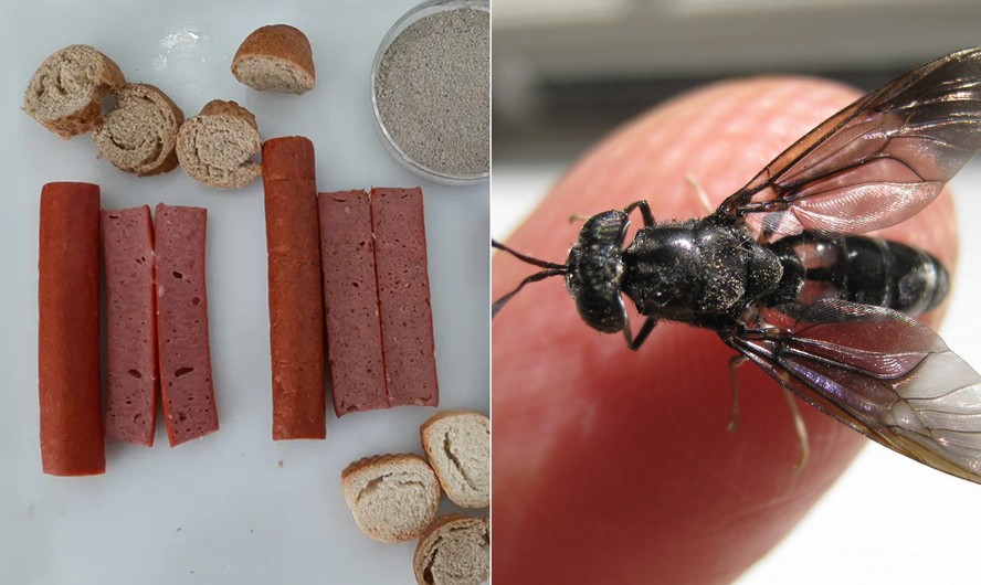 Hot dog do futuro: USP cria salsicha com extrato de mosca pouco ...