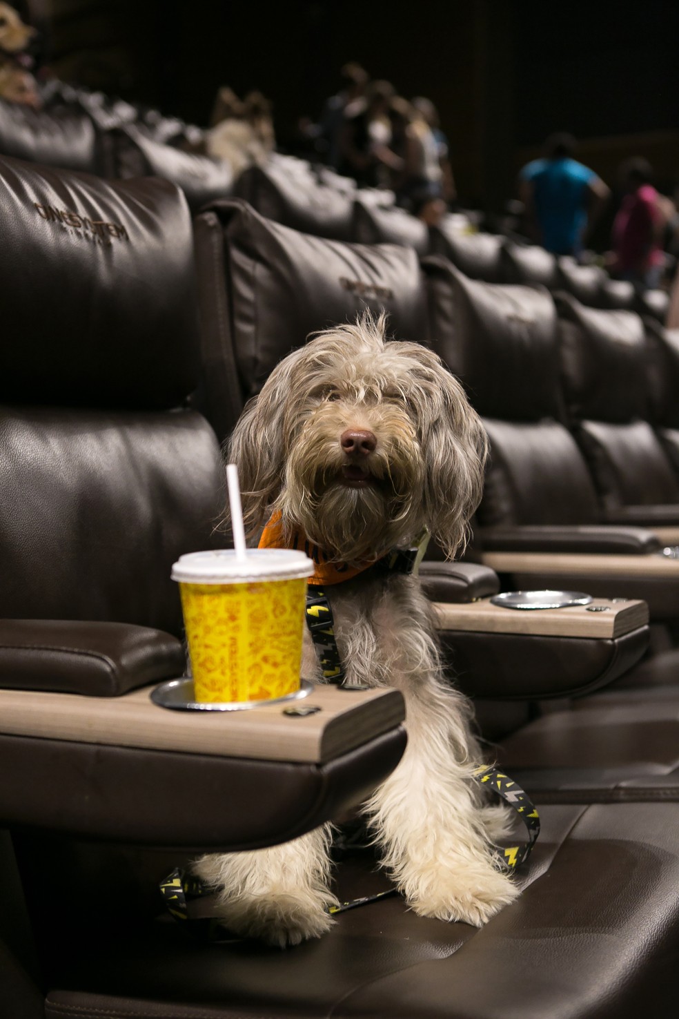 Bom pra cachorro: cinema petfriendly exibe filme inspirado em história ...
