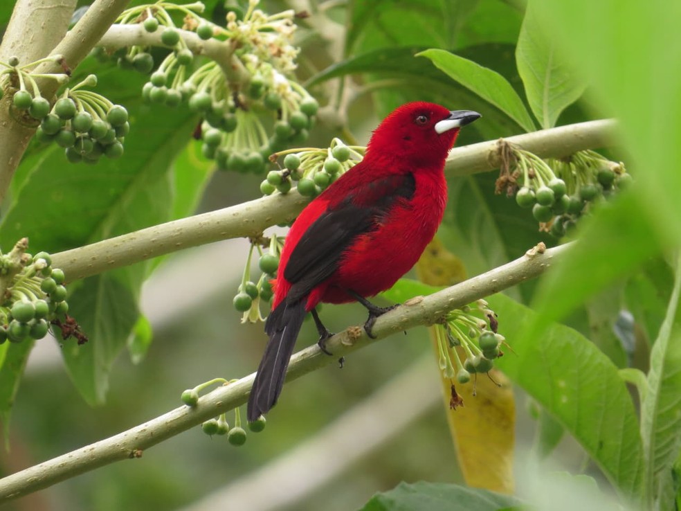 Programa do Inea já registrou mais de 500 espécies de aves silvestres ...