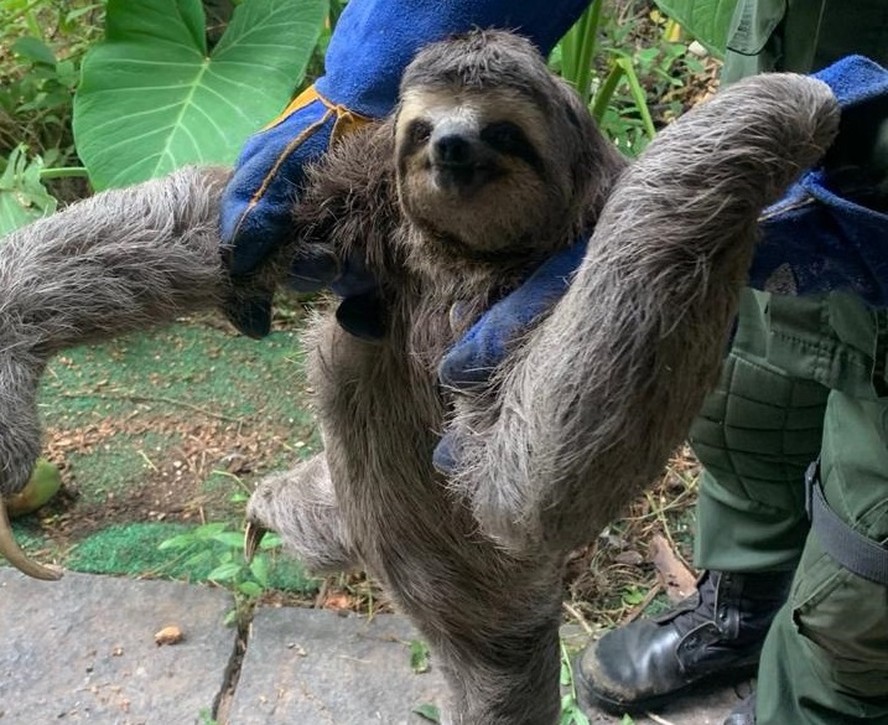 Capivara na piscina e bicho-preguiça na varanda: Niterói teve três mil ...