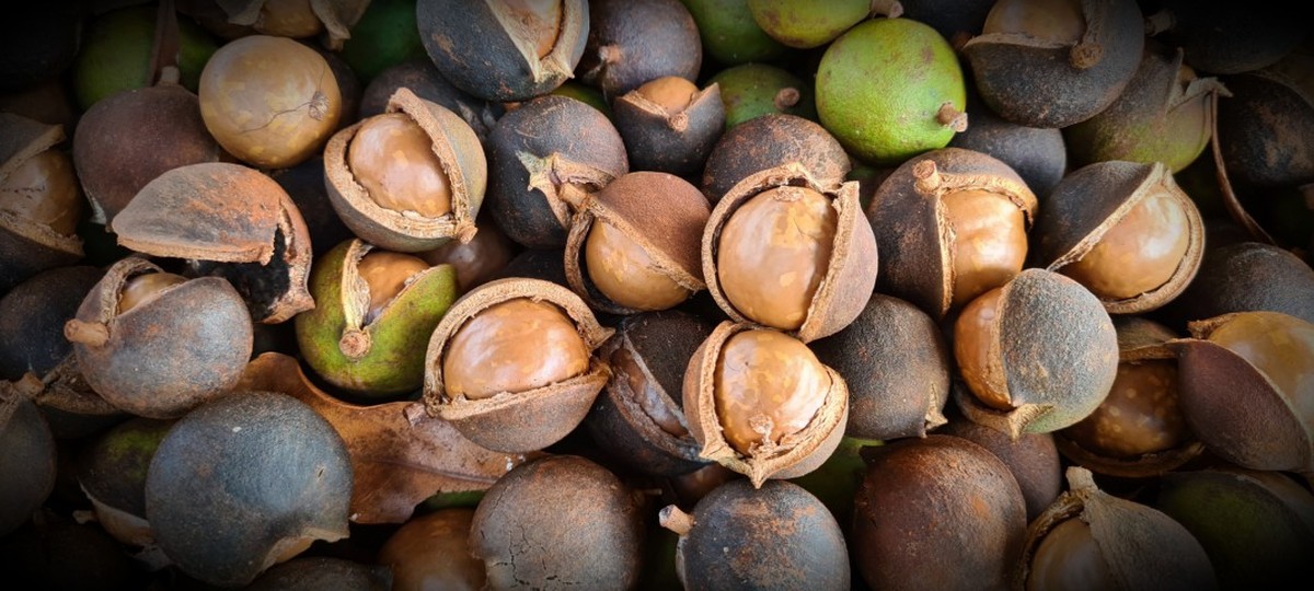 Produção de macadâmia cai 30%: veja como a ‘rainha das nozes’ sofre com ...