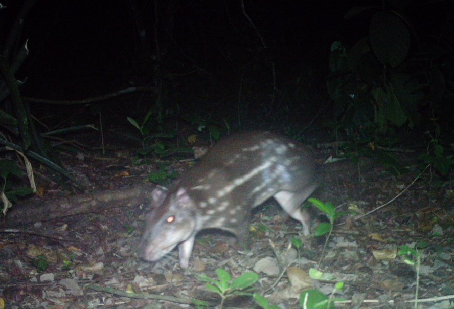 Estudo faz primeiro registro de pacas no Parque Chico Mendes, no Recreio