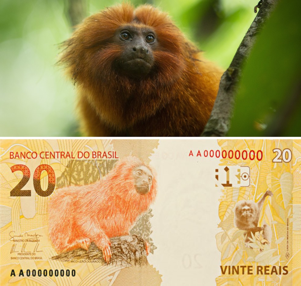 Plano Real, 30 anos: por que o beija-flor virou o símbolo do R$ 1 ...