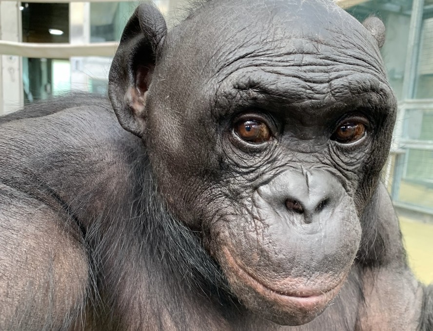 Em estudo de cientista brasileira, macaco demonstra capacidade de lidar ...