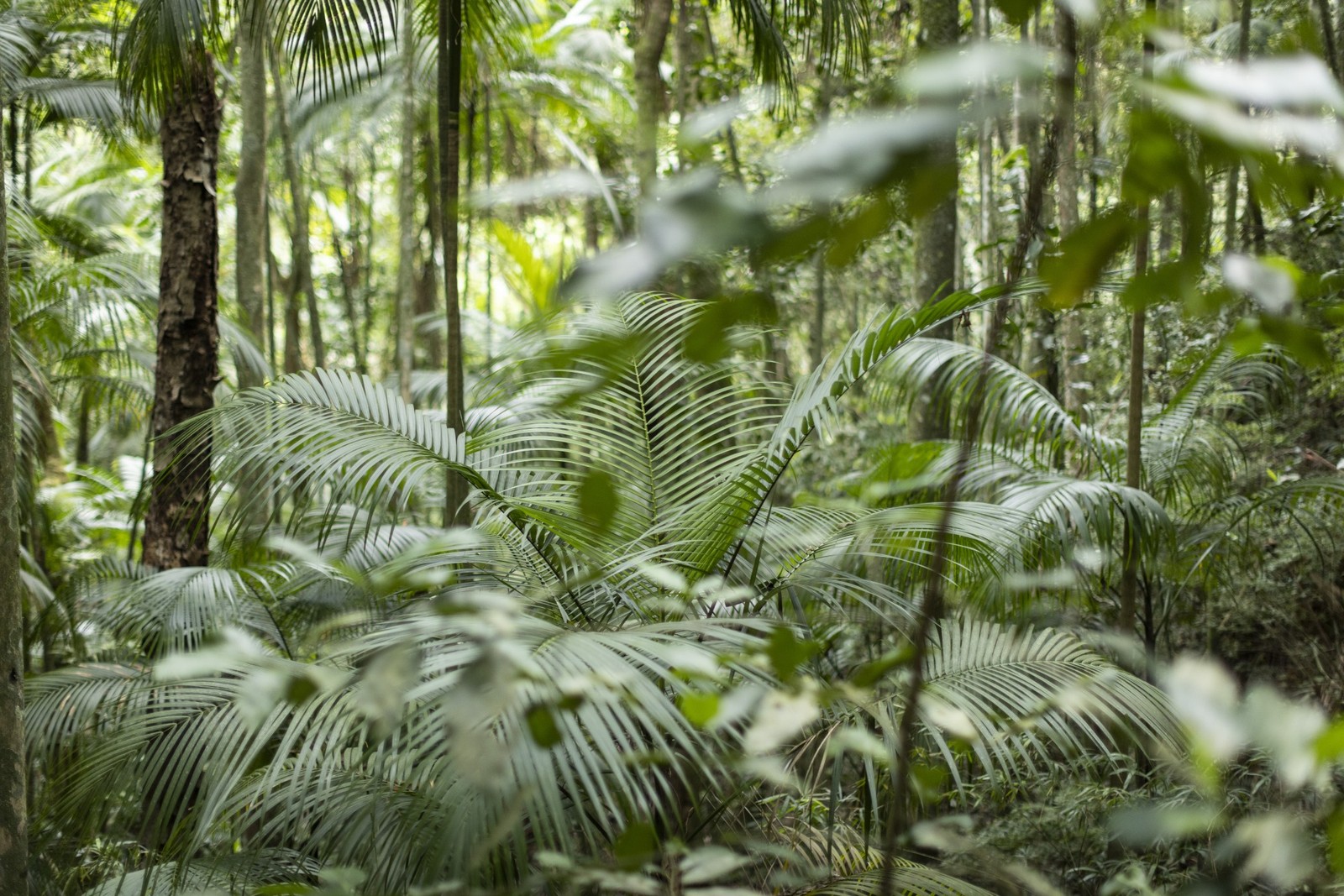 Estudo desvenda a história da Floresta da Tijuca e traz lições que ...