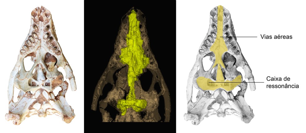Pesquisadores identificam crocodilo 'caipira' pré-histórico que emitia ...
