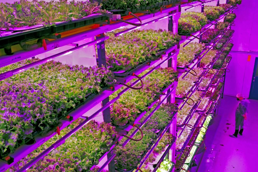 De alface a cogumelo, lavouras urbanas revolucionam produção sem ...