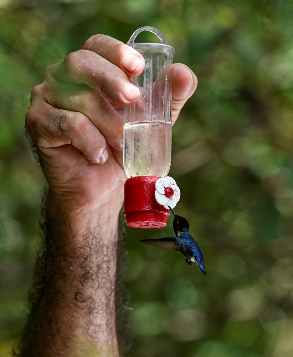 Beija-flor-abelha: menor espécie de ave do mundo mede 5 centímetros e é ...