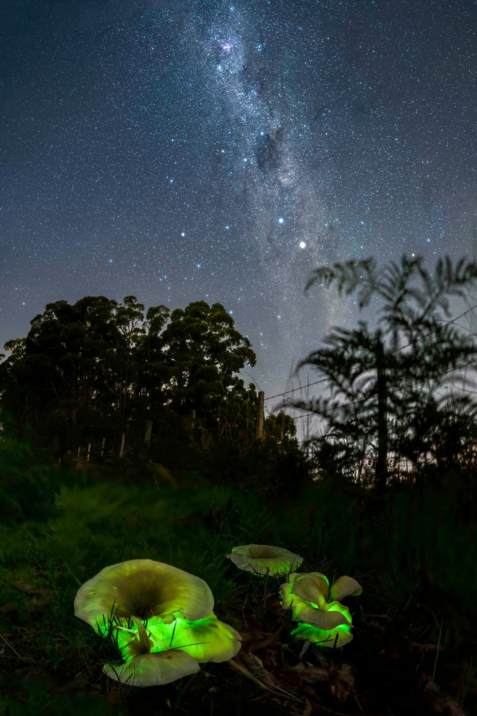 Rã florescente e fungo fantasma: veja as fotos vencedoras da competição ...