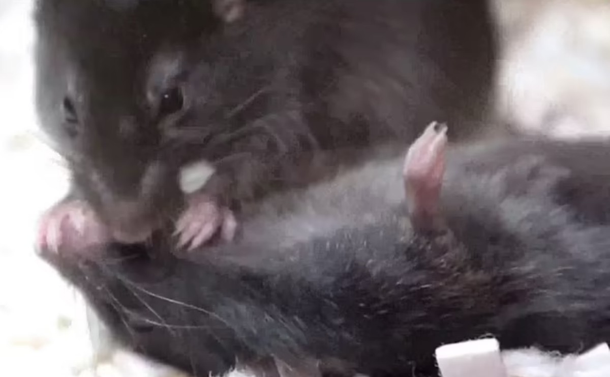 Instinto primitivo: estudo revela que roedores sabem realizar ...