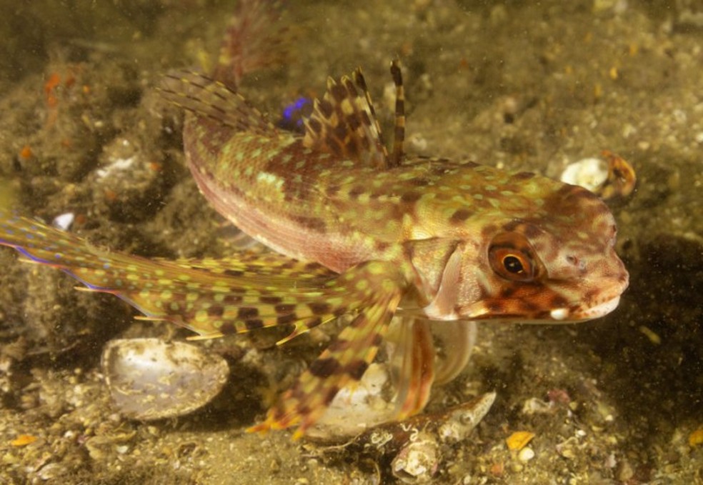 Em mergulho noturno e com águas claras, biólogo registra imagens da ...