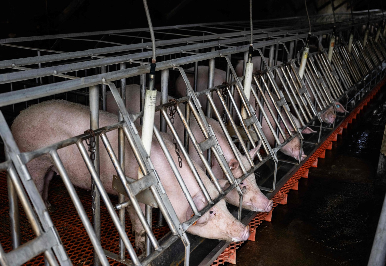 Cirurgiões chineses implantam fígado de porco em humano pela primeira vez