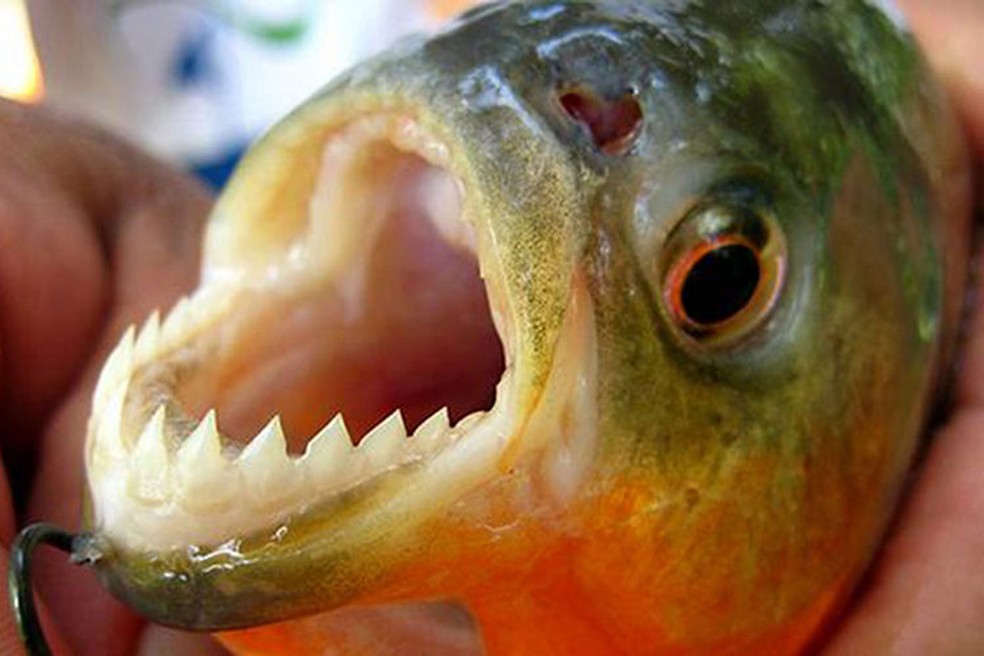Piranhas são encontradas nas ruas em meio às enchentes em Porto Alegre ...
