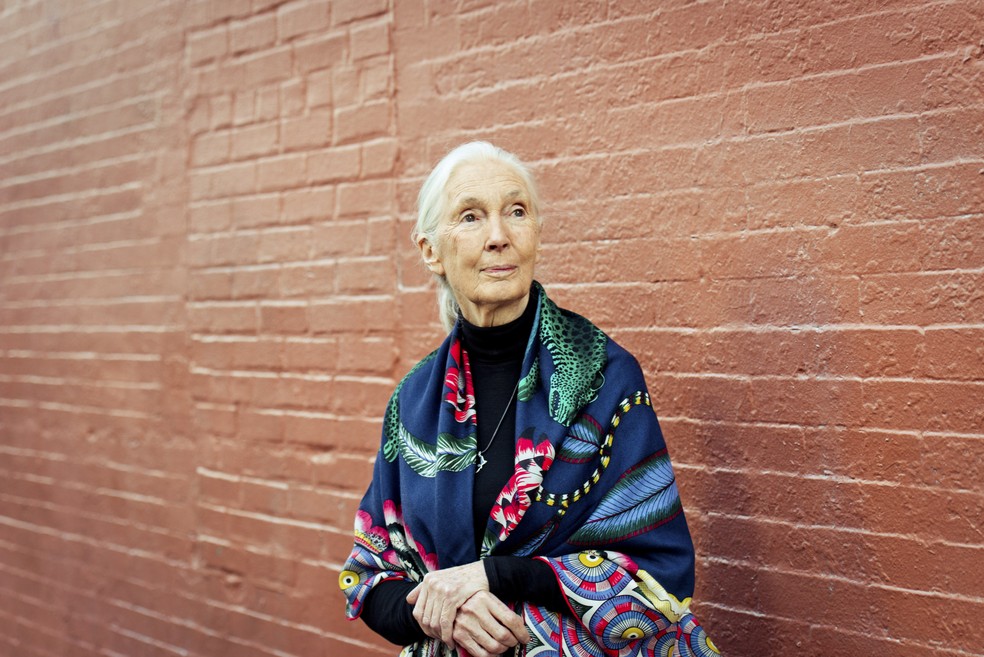 Jane Goodall, eminente primatologista que registrou vida dos chimpanzés ...