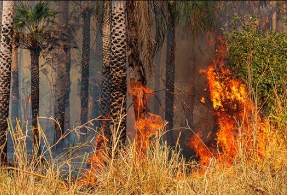 Um quarto do território brasileiro queimou nos últimos 40 anos; total equivale a soma das áreas ...