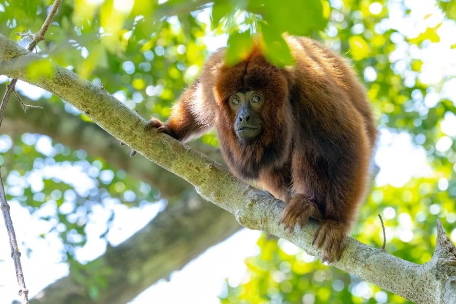 Espécie extinta há 260 anos é reabilitada e solta em floresta de Santa ...