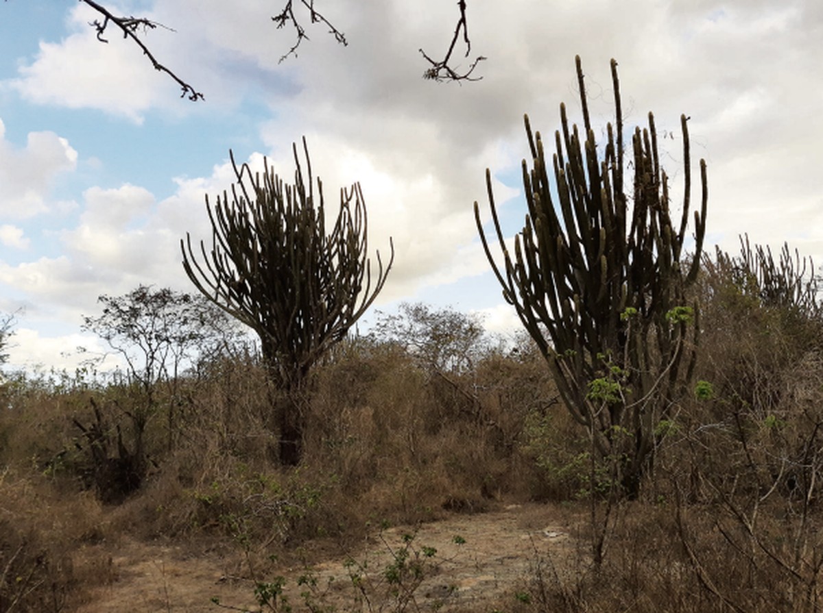 Rápidas e mortais, 'secas-relâmpago' contribuíram para o agreste virar ...