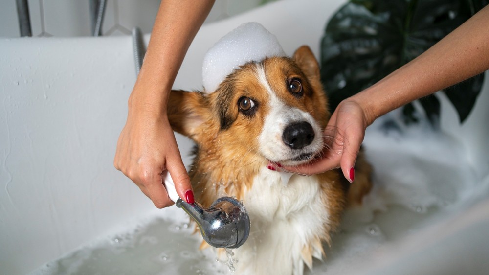 10 shampoos para pets que vão além do cuidado com o pelo; compare e escolha