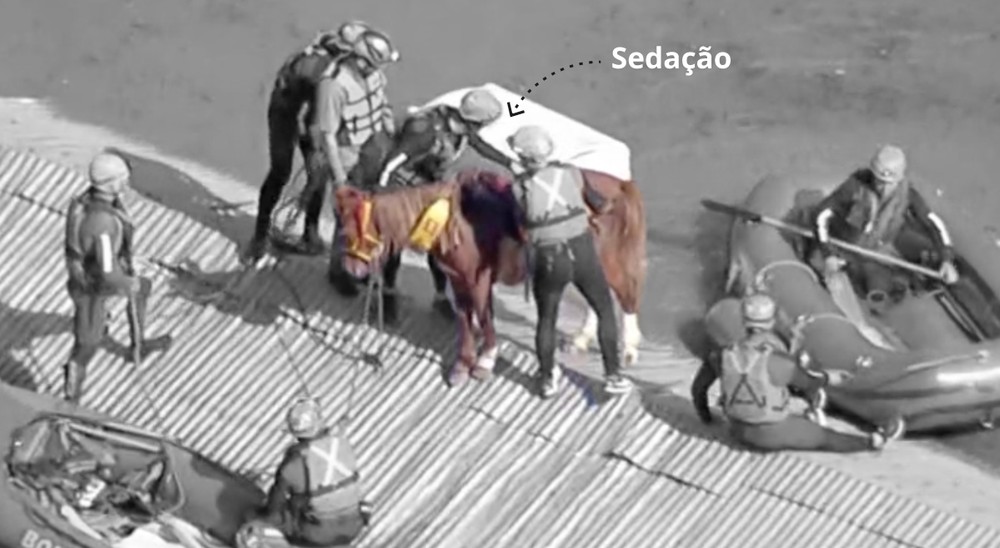Entenda em 7 passos o resgate do cavalo ilhado em cima de telhado por ...