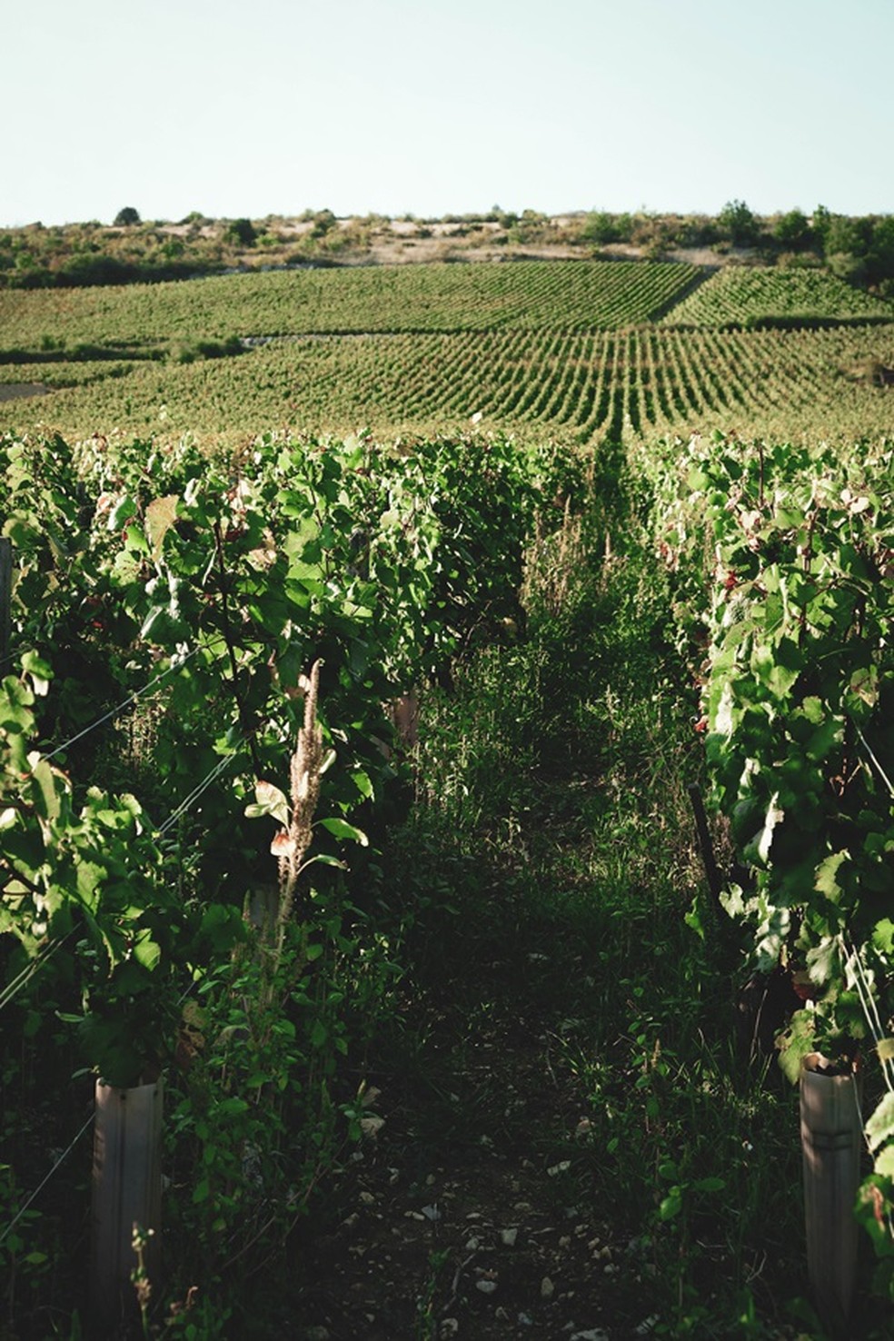 Maison Arnaud Boué: vinícola da Borgonha expande produção com sócios ...