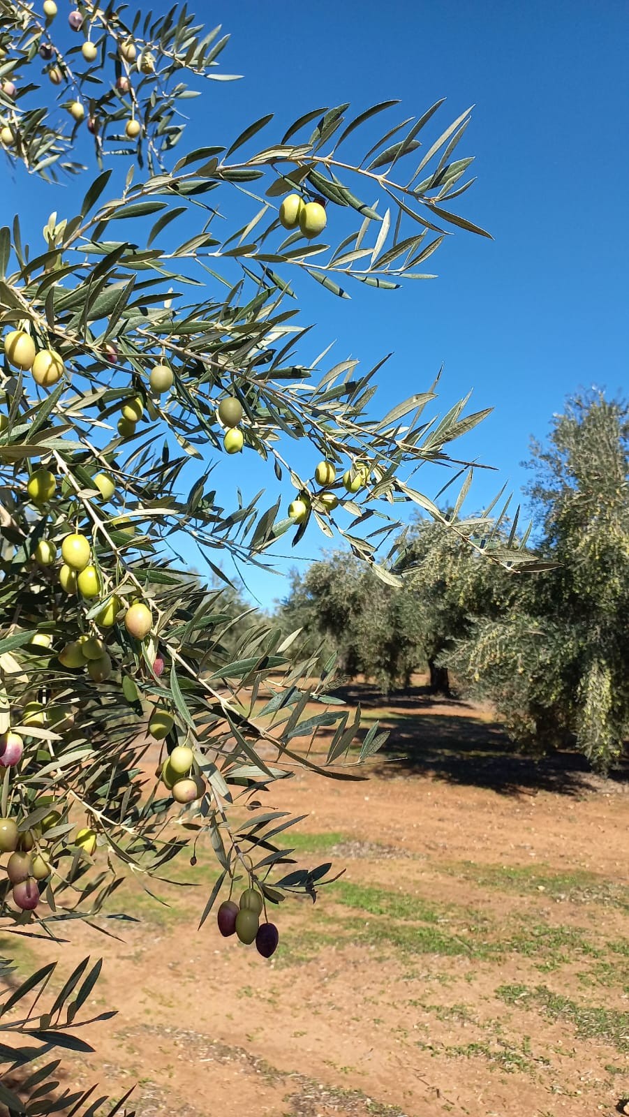 Espanha: um mergulho no mar verde oliva de Jaén, a maior região ...