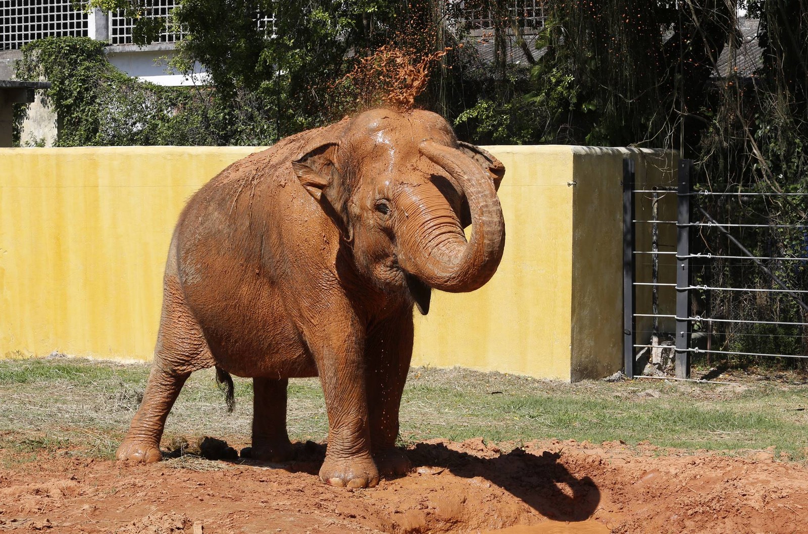 Elefanta Koala, do BioParque do Rio, faz 60 anos, supera expectativa de ...
