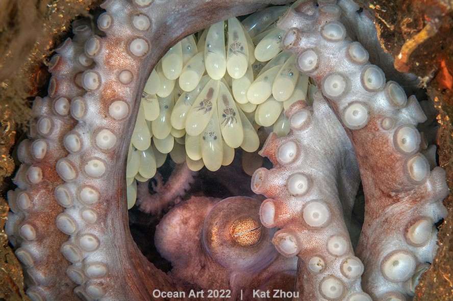 Concurso internacional premia melhores fotos de criaturas do mar; veja ...