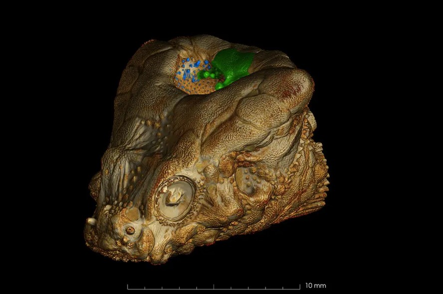 Pequeno, barulhento e 'estranho': peixe transforma crânio em ...