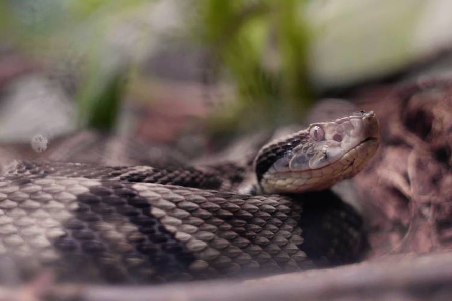 Bebê picado por jararaca escondida atrás de sofá sobrevive após 17 dias ...