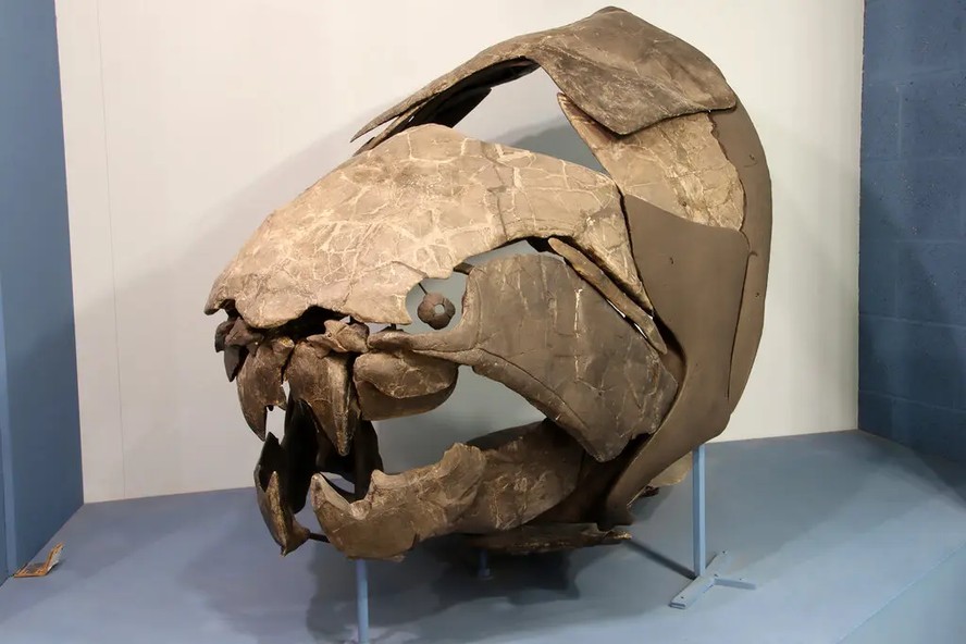 Dunkleosteus: peixe monstro com armadura no crânio já foi o predador ...