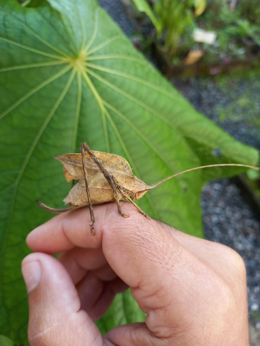 Inseto em forma de folha intriga visitantes da Serra da Mantiqueira