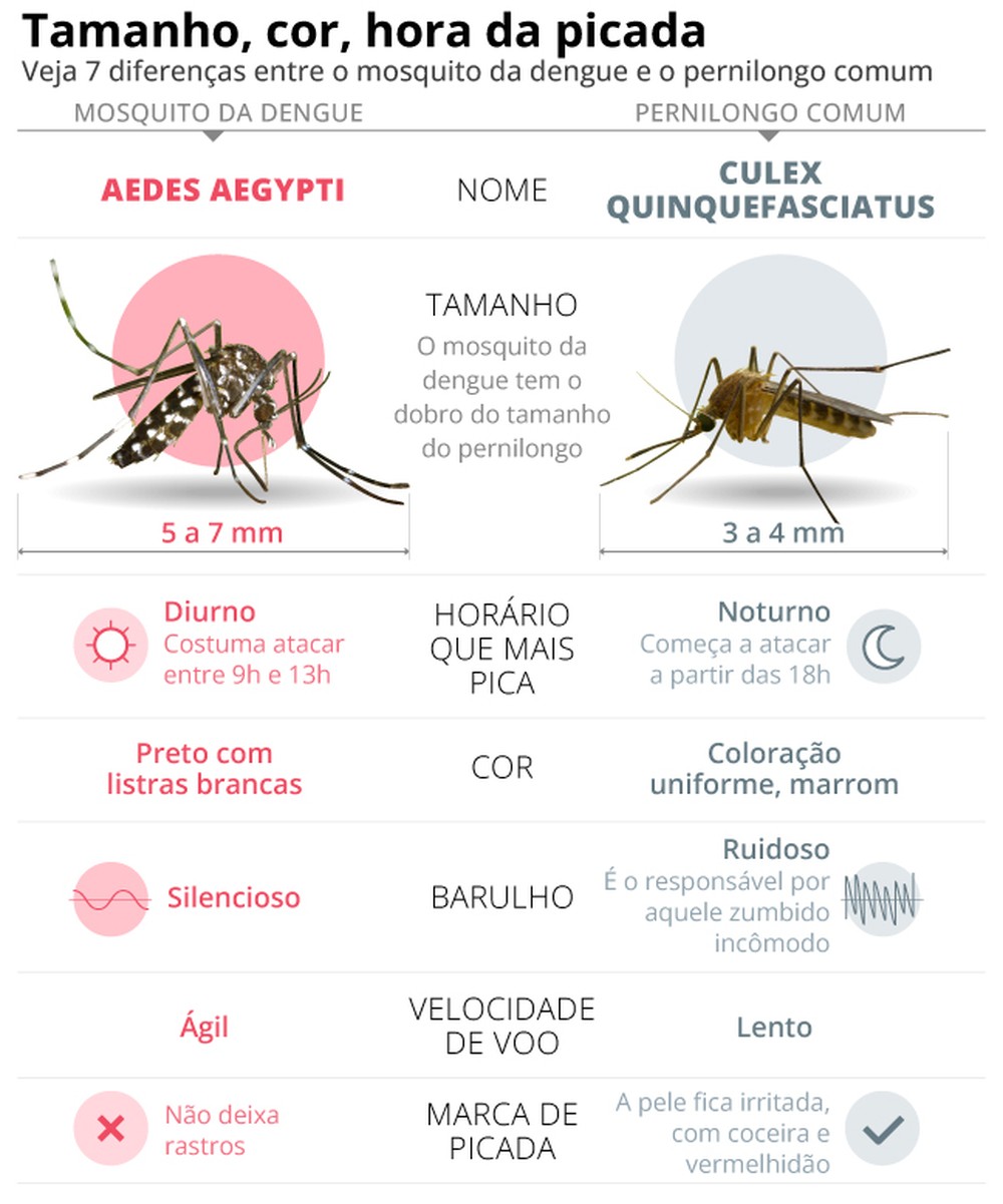Infográfico mostra as 7 diferenças entre o mosquito da dengue e o ...