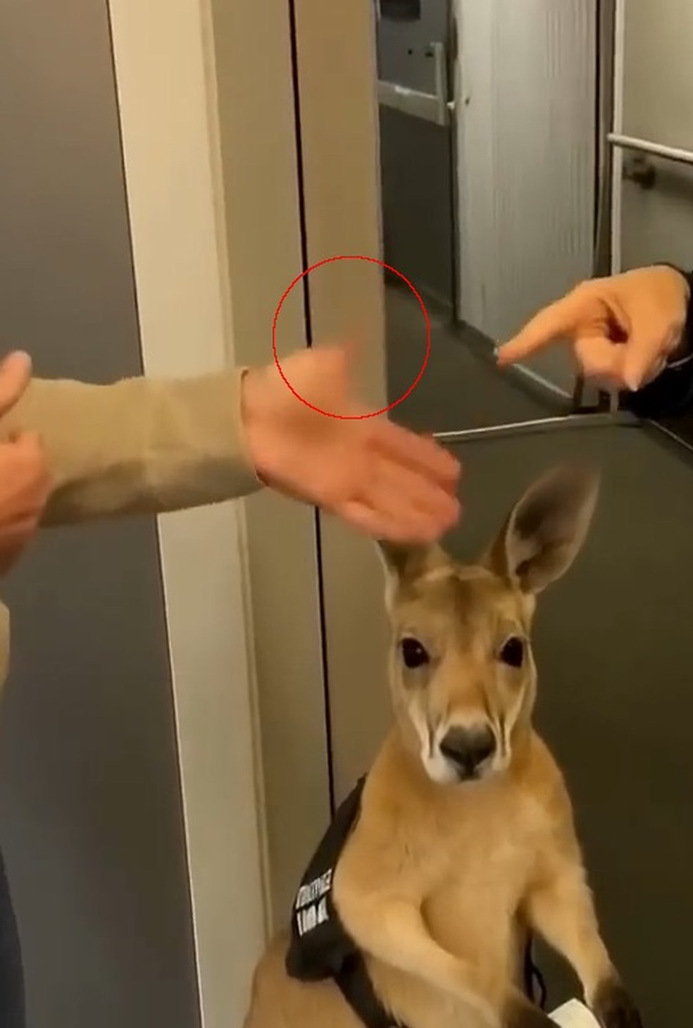 De 'Marisa Maiô' a deepfake com Haddad: como identificar um vídeo ...