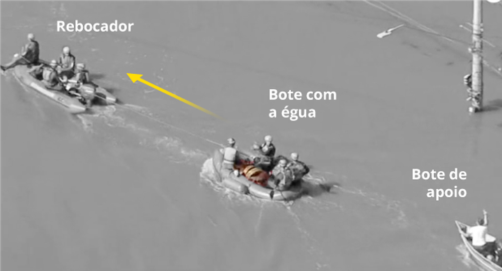 Entenda em 7 passos o resgate do cavalo ilhado em cima de telhado por ...