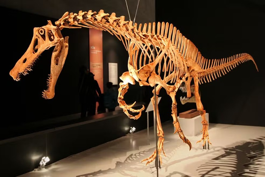 Crânio de dinossauro contrabandeado do Brasil há mais de 30 anos pode ...
