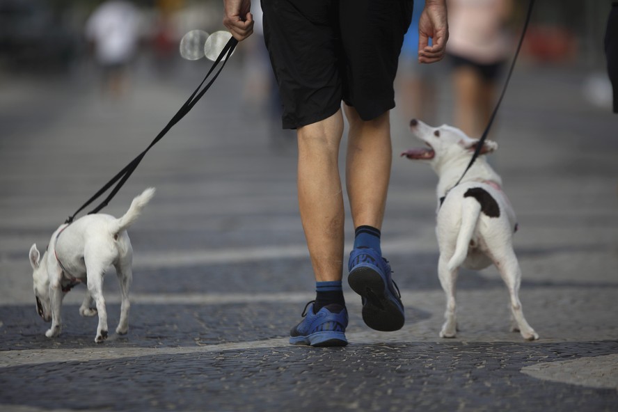 'Felicidade, ritmo ou para agradar?': entenda por que os cães abanam o rabo
