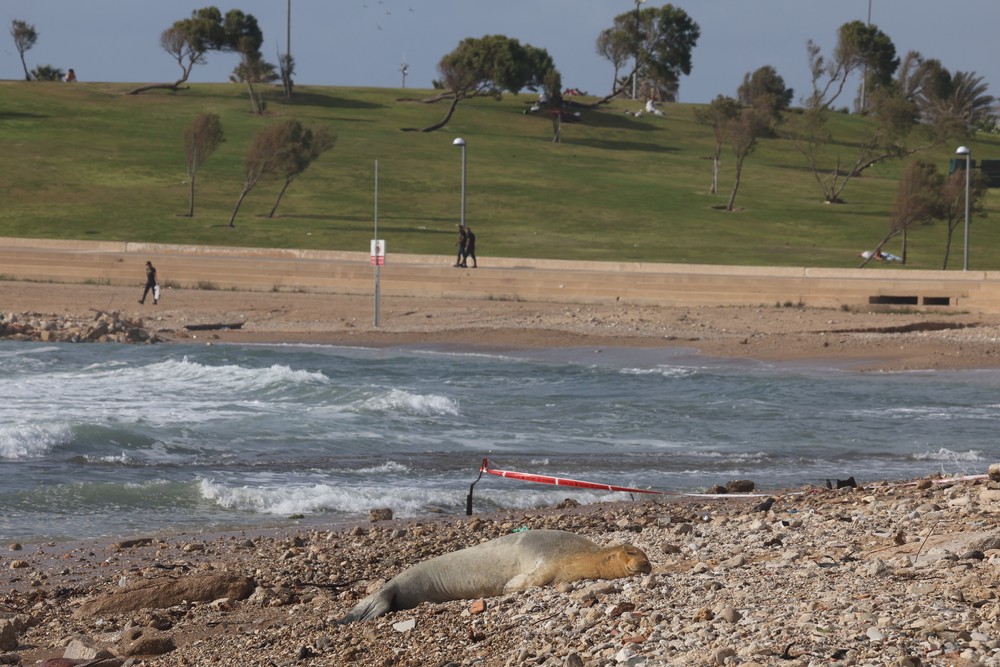 Foca-monge em extinção surge em Israel durante enfrentamento com grupos ...