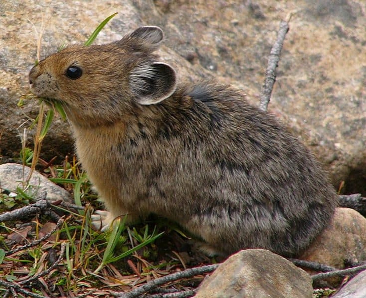 Pikas têm 'comportamento lúdico', 'elevação repentina' e podem chegar a ...