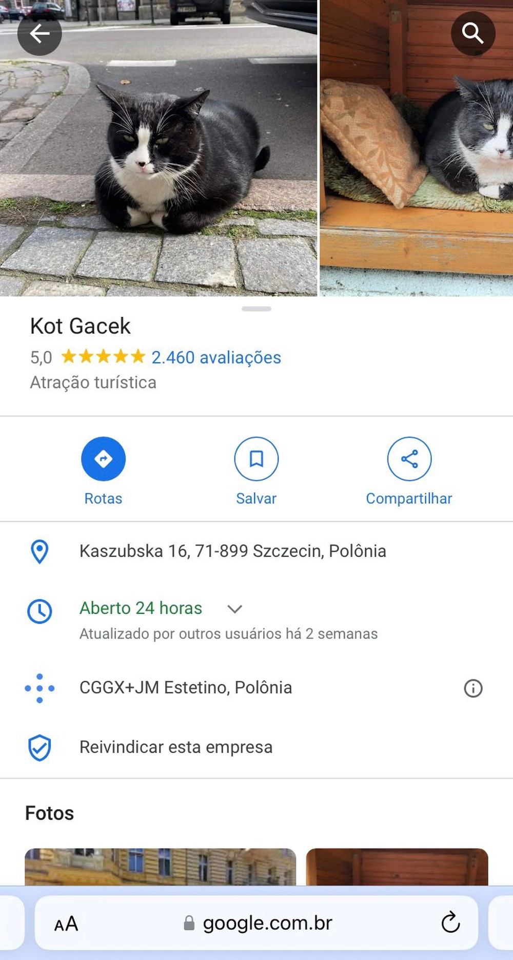 Gacek: conheça o gato de rua que virou atração turística em cidade na ...
