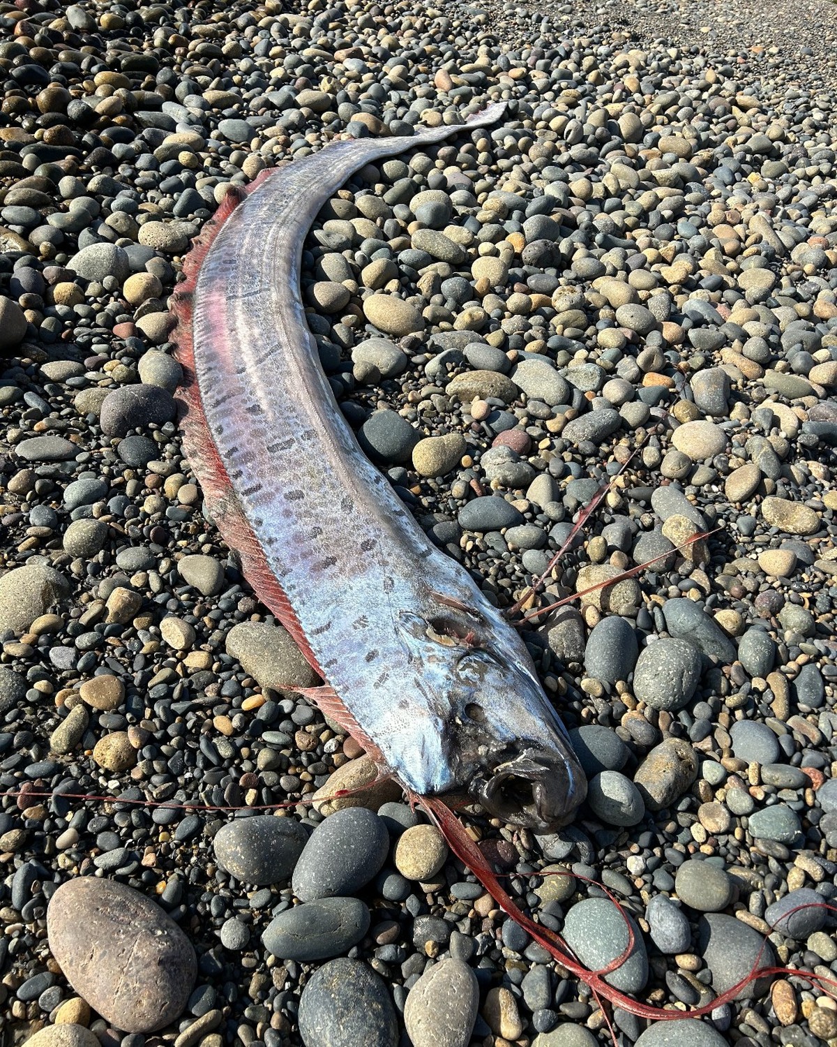 Segundo peixe-remo que 'prevê desastres' é encontrado na Califórnia